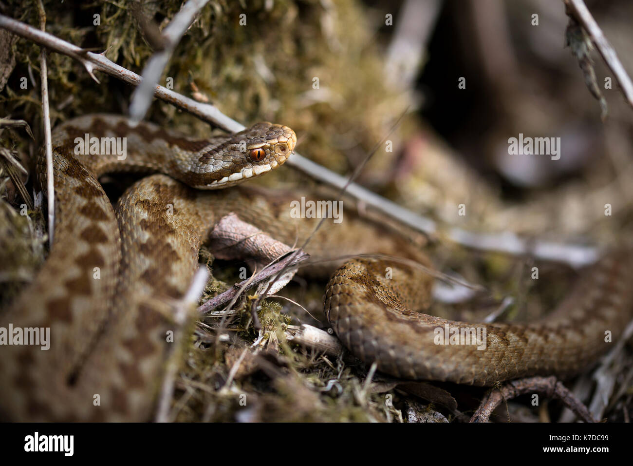 Field snake hi-res stock photography and images - Alamy