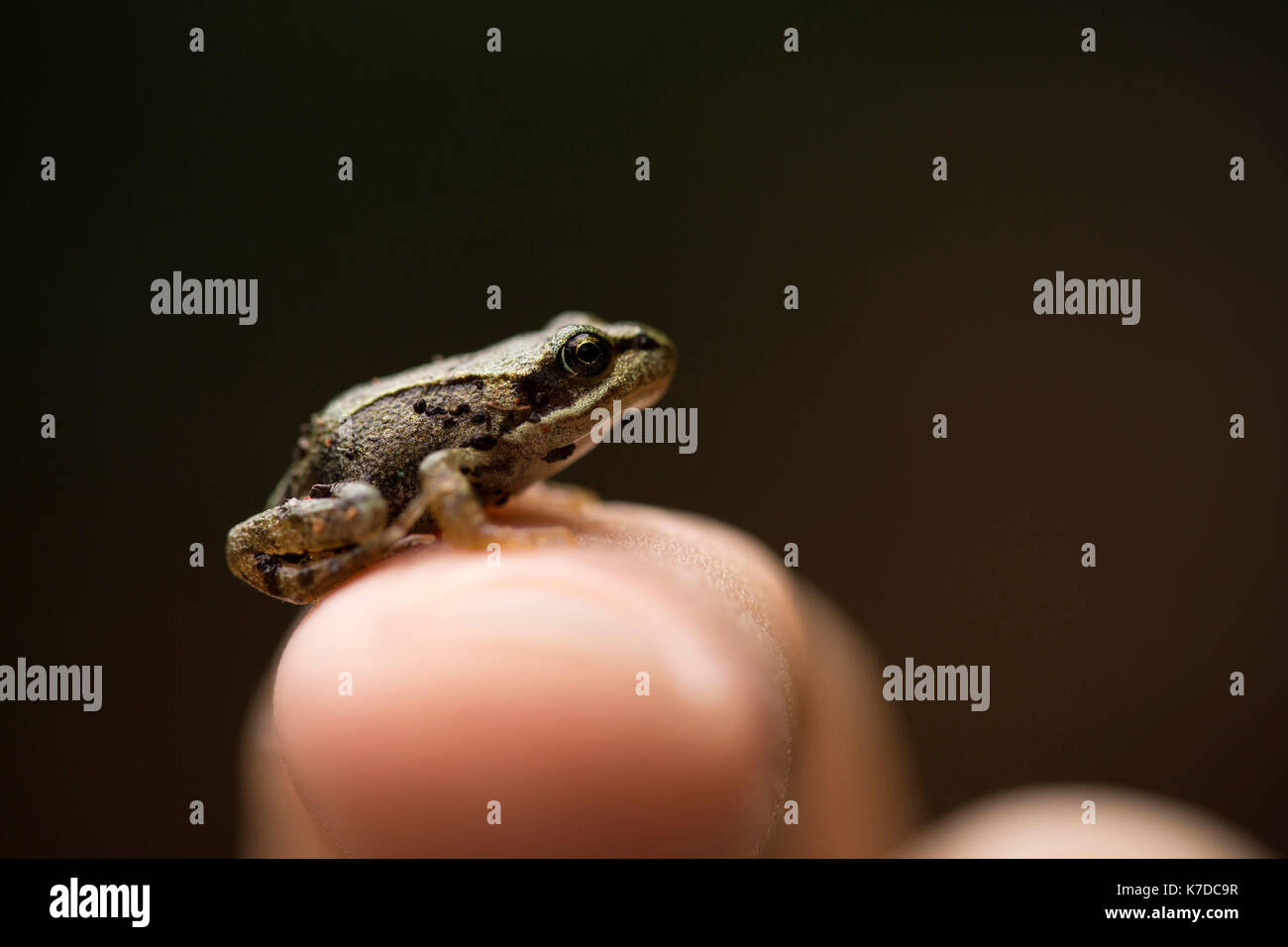 Adult frog with young hi-res stock photography and images - Alamy