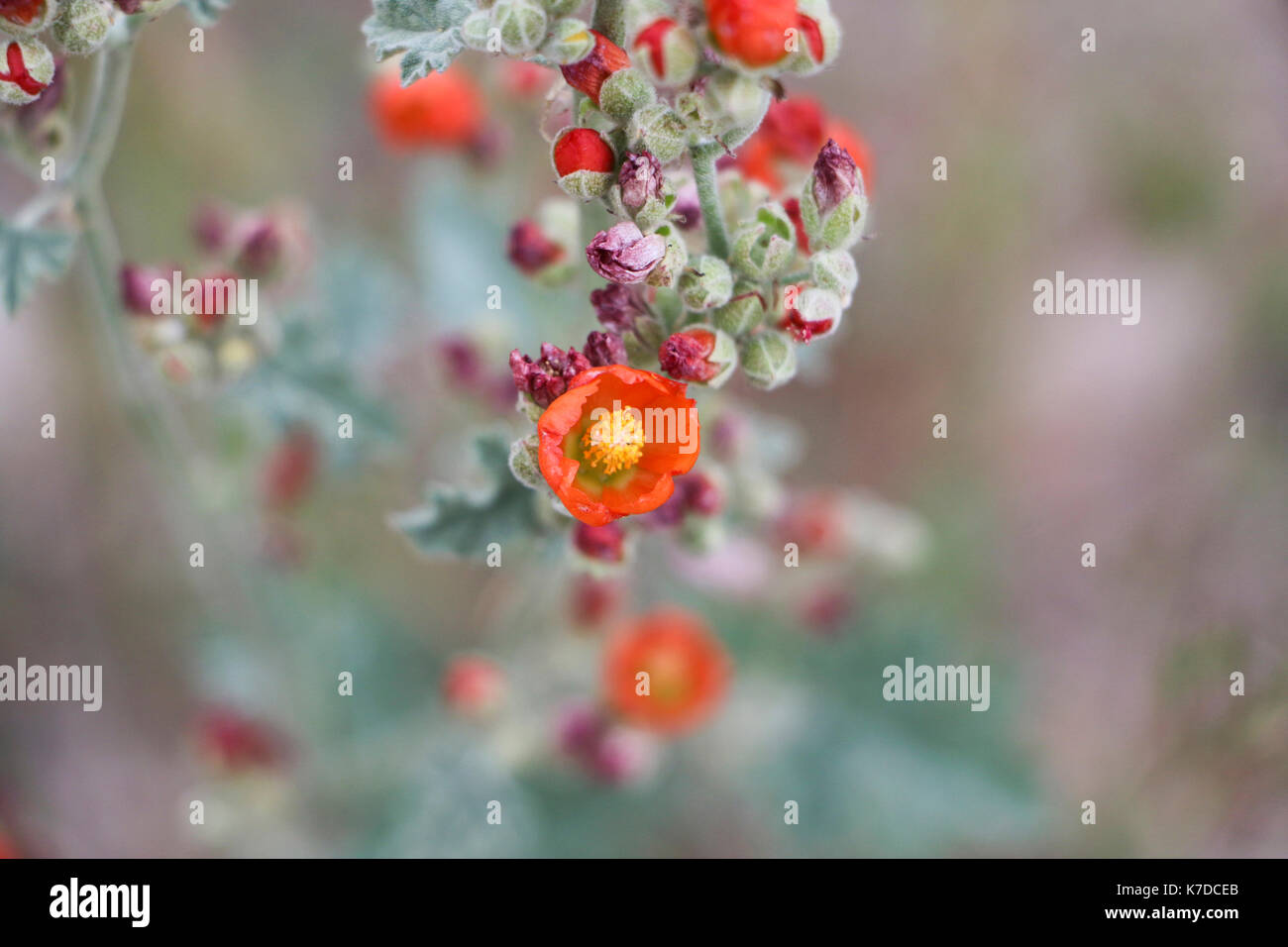 Overhead view of flowers blooming on plants at park Stock Photo - Alamy