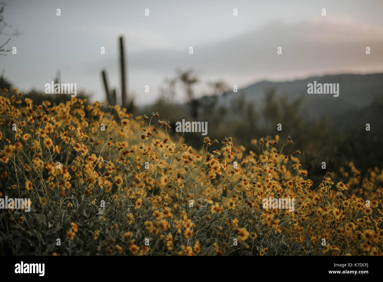Close-up of yellow flowers growing on field Stock Photo - Alamy