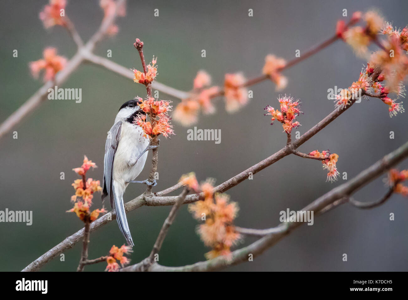 Side view of Black Capped Chickadee perching on flowering branch Stock ...