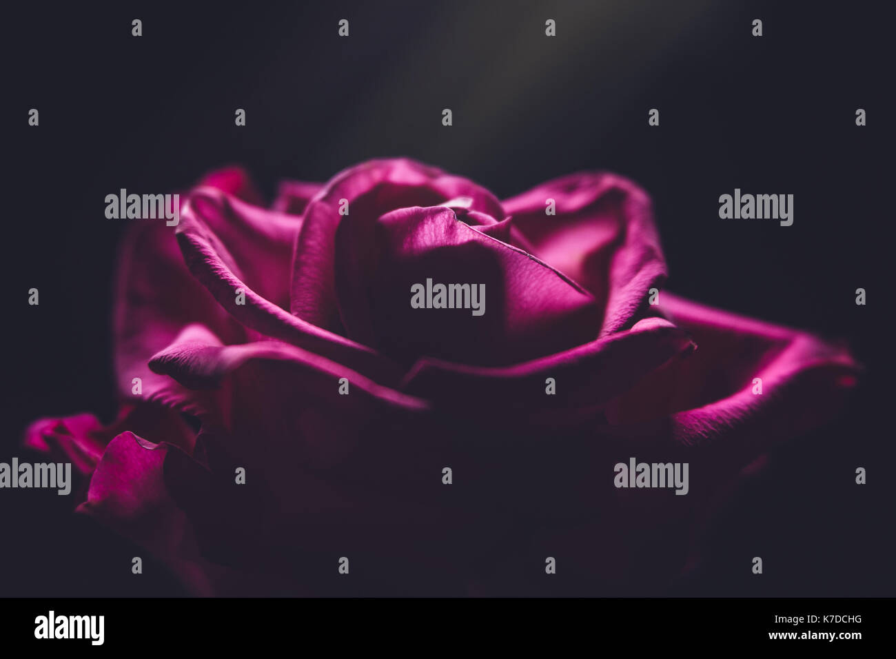 Close-up of pink rose against black background Stock Photo - Alamy