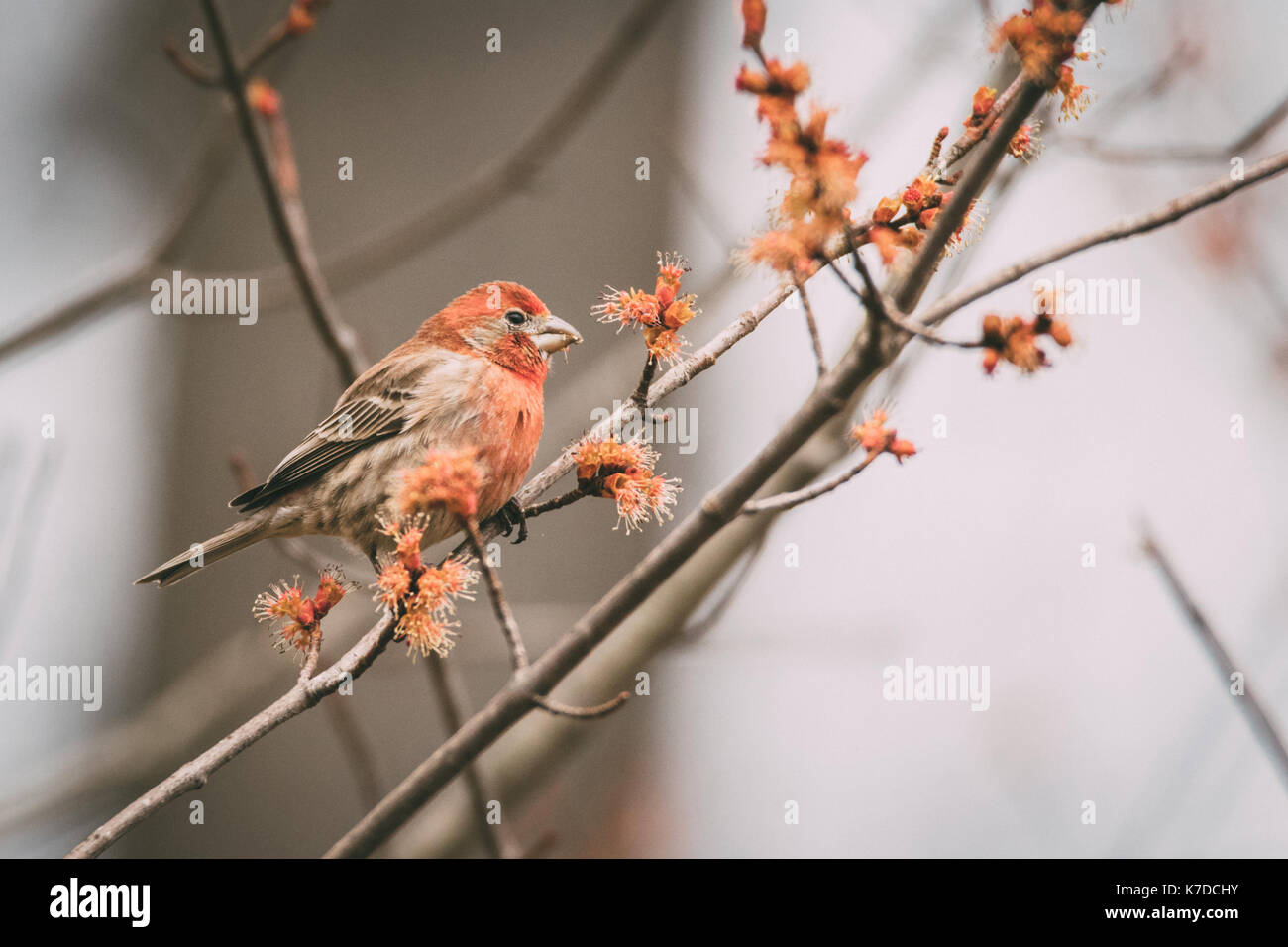 Side view of bird hi-res stock photography and images - Alamy