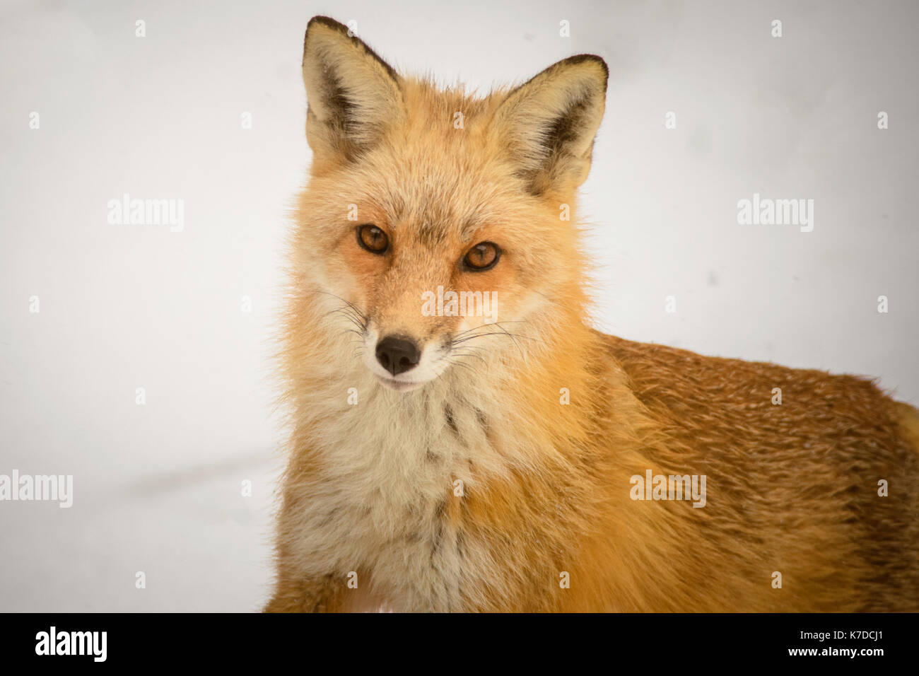 Fox head snow hi-res stock photography and images - Alamy