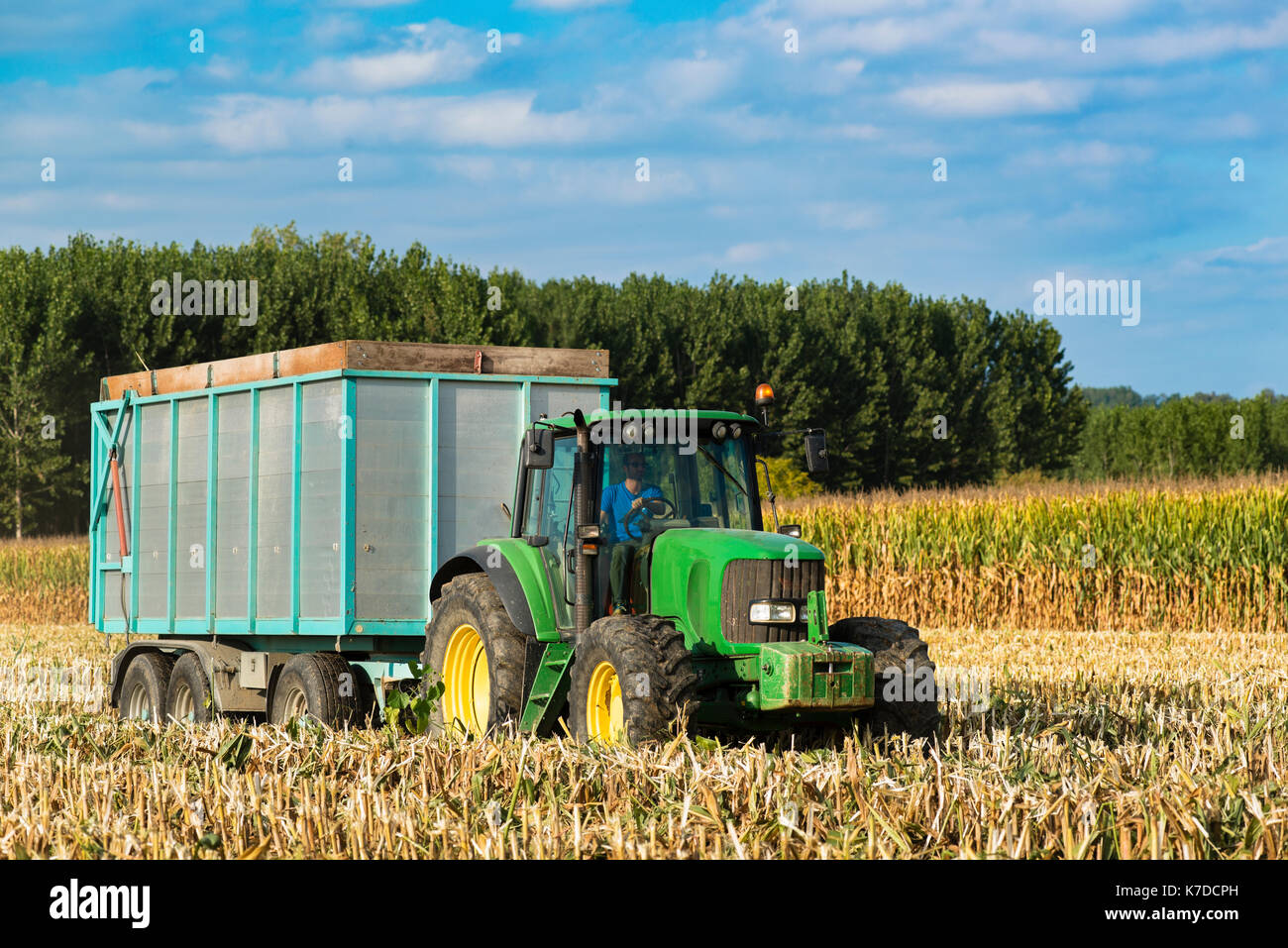 Tractor with trailer in a field of threshed corn, on trees background ...