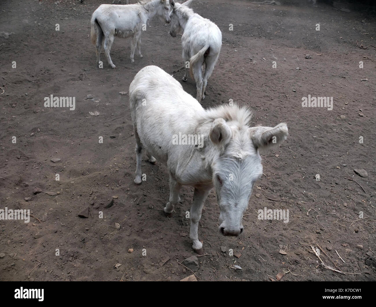 White donkey hi-res stock photography and images - Alamy