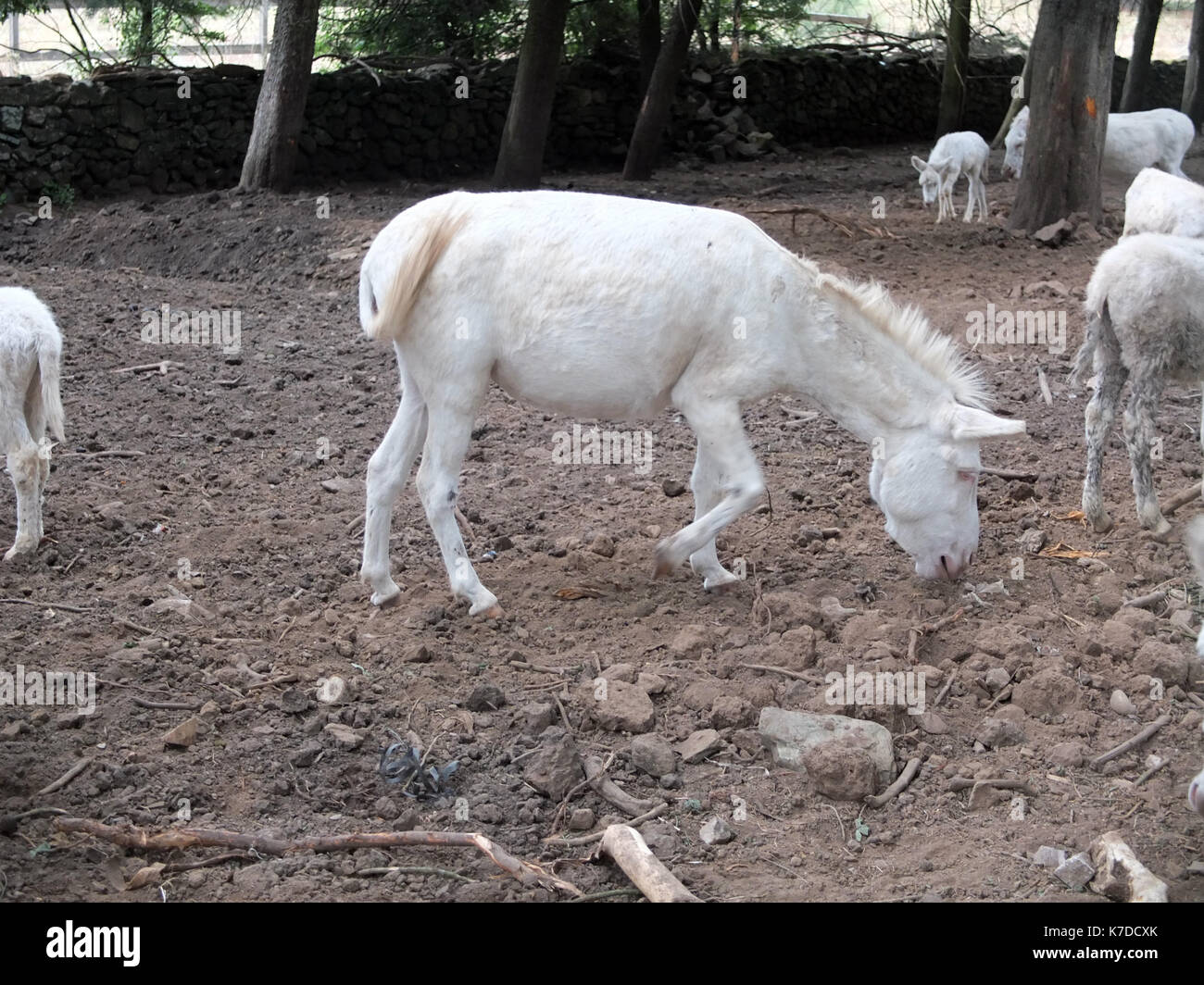 Donkey breeding hi-res stock photography and images - Alamy