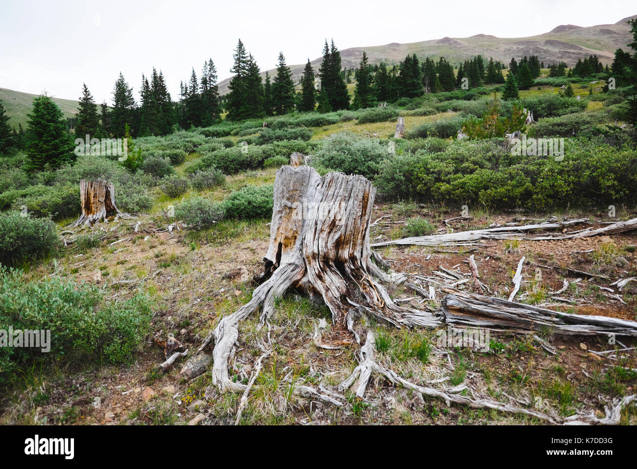 Broken stumps hi-res stock photography and images - Alamy