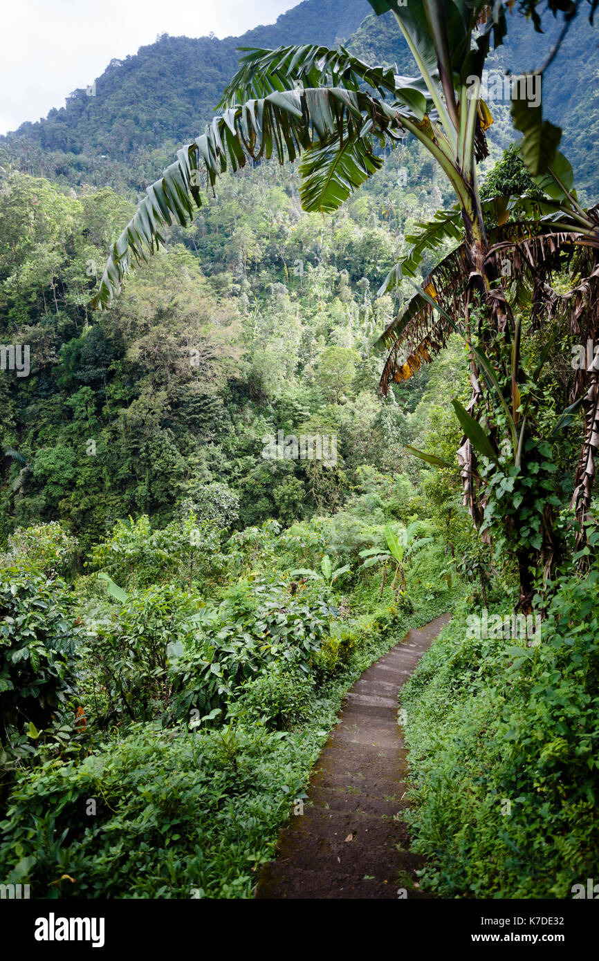 Steps amidst plants forest hi-res stock photography and images - Alamy