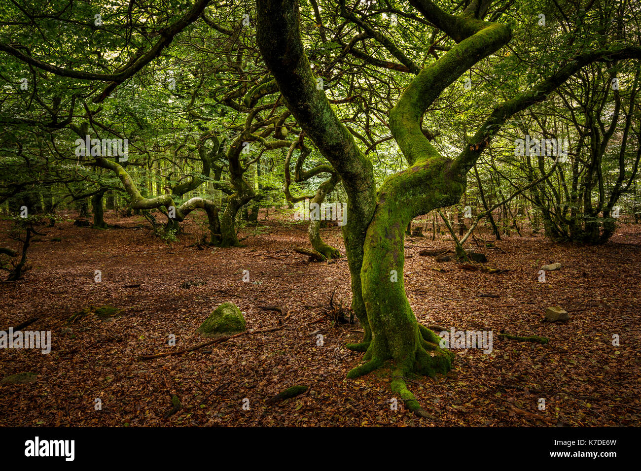Entwined trees hi-res stock photography and images - Alamy