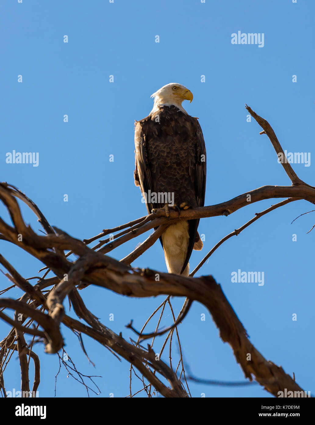 Bald Eagle on a branch Stock Photo - Alamy