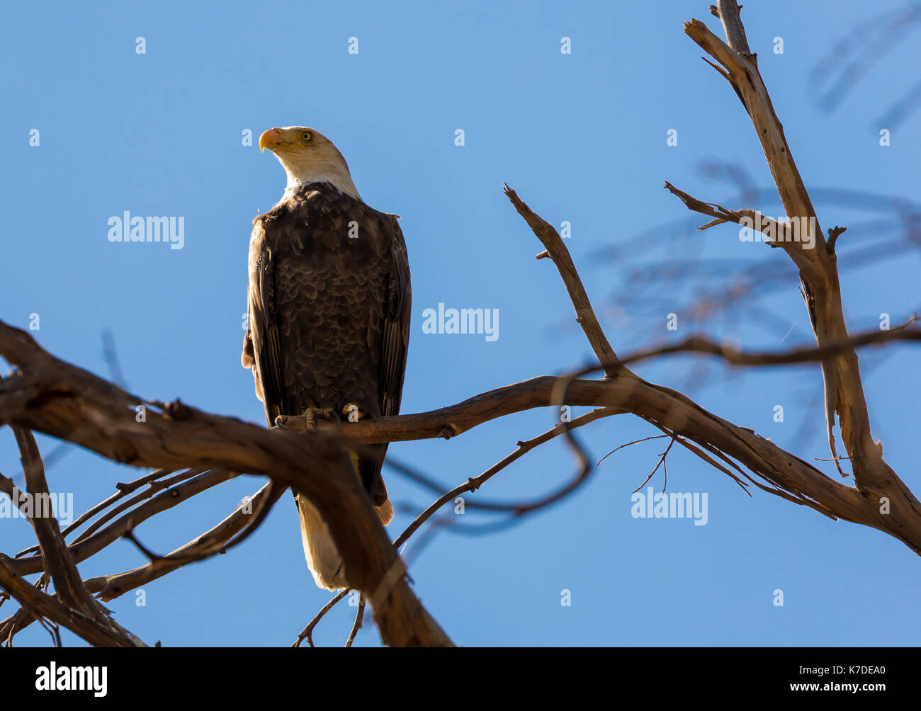 Bald eagle eyes hi-res stock photography and images - Alamy
