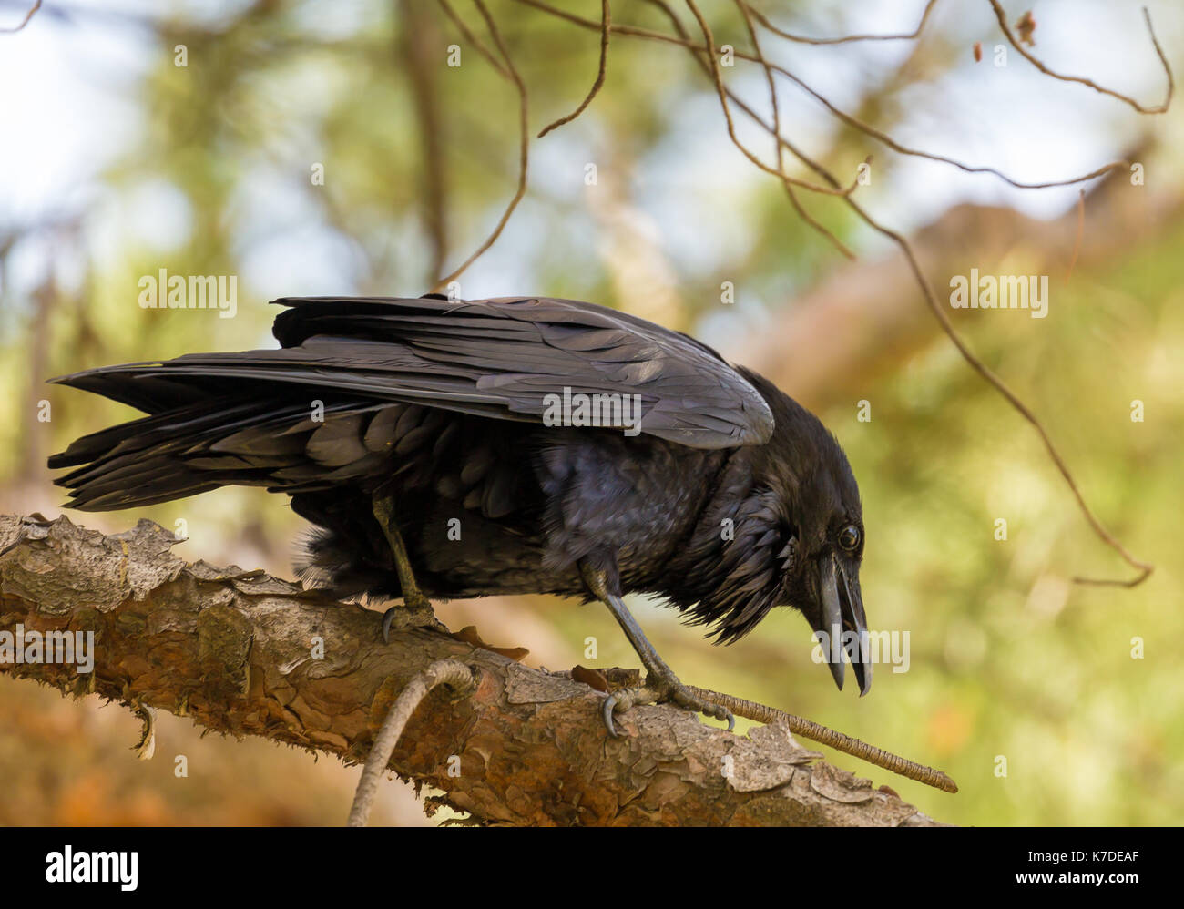 Crows and tree hi-res stock photography and images - Alamy