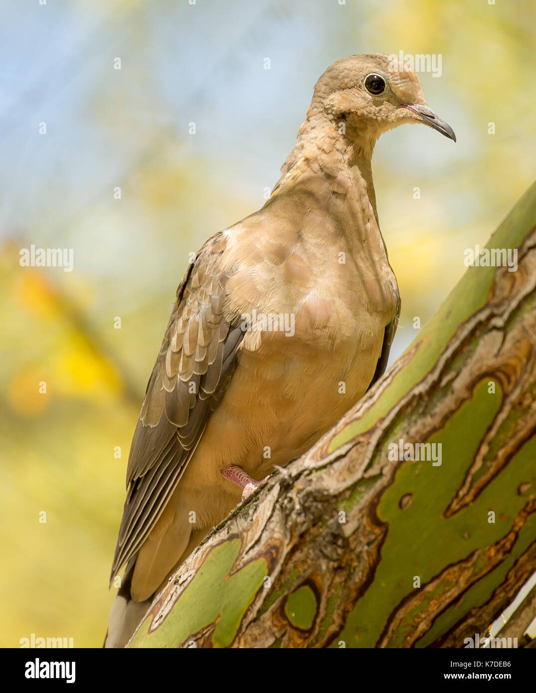 Dove in a tree Stock Photo - Alamy