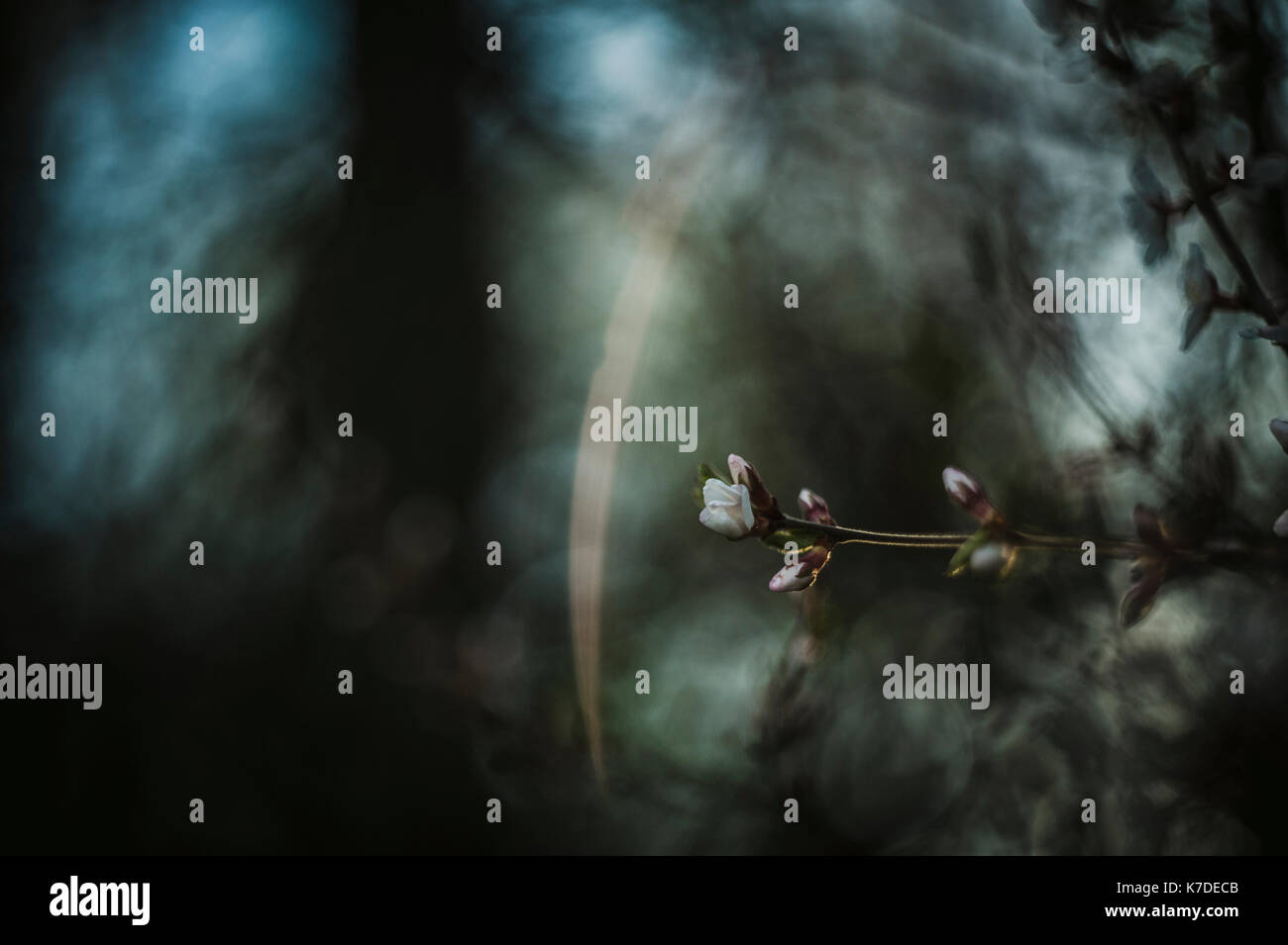 Life of plant hi-res stock photography and images - Alamy