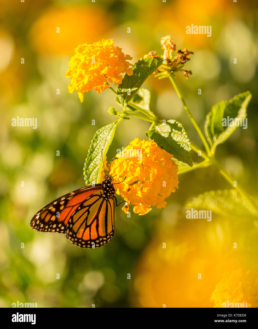 Monarch reproduction hi-res stock photography and images - Alamy