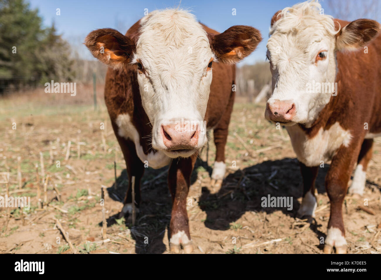 Cows standing in farm Stock Photo - Alamy