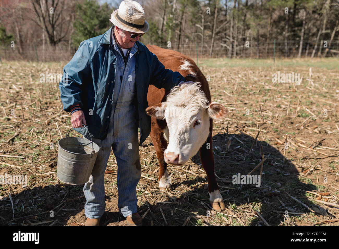 Man petting cow while standing in farm Stock Photo - Alamy