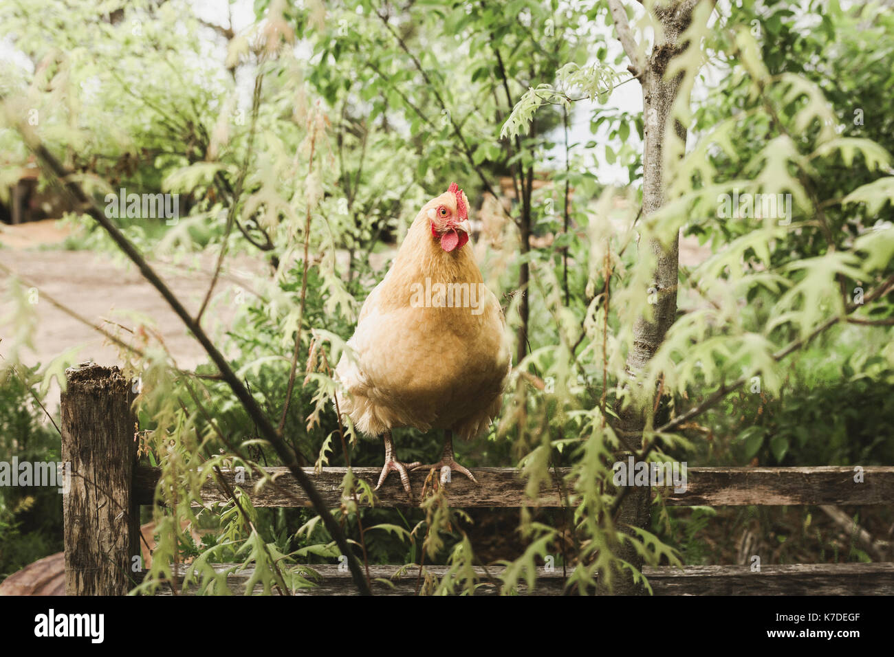 Hen on wooden fence against plants Stock Photo - Alamy