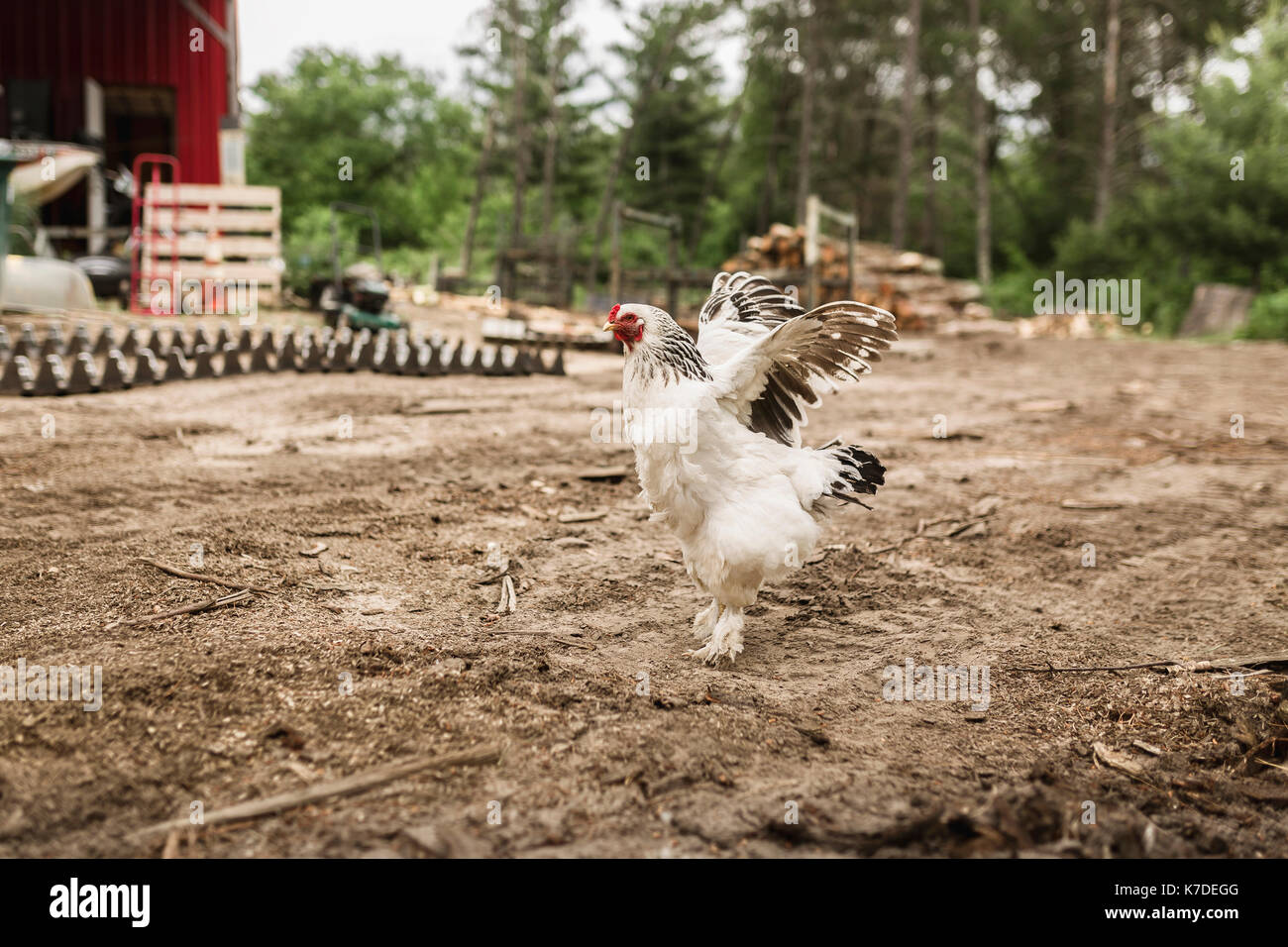 Free range hen flapping wings at poultry farm Stock Photo - Alamy