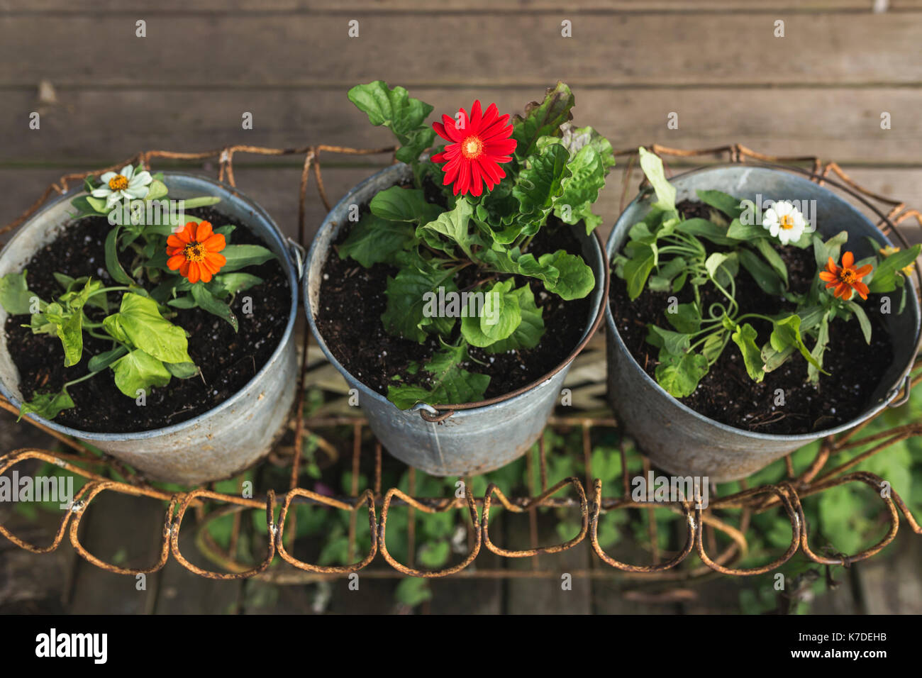 Potted flowering plants hi-res stock photography and images - Alamy