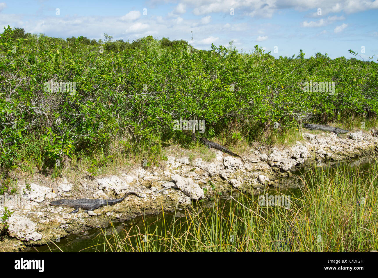 Alligators everglades national park hi-res stock photography and images ...