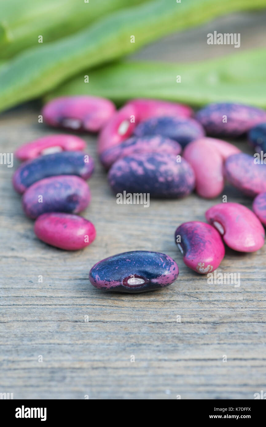 Scarlet runner bean hi-res stock photography and images - Alamy