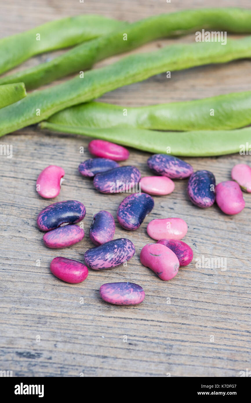 Phaseolus coccineus. Runner bean 'Scarlet Emperor' seeds and seed pods ...