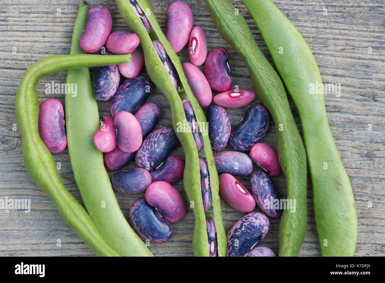 Phaseolus coccineus. Runner bean 'Scarlet Emperor' seeds and seed pods ...