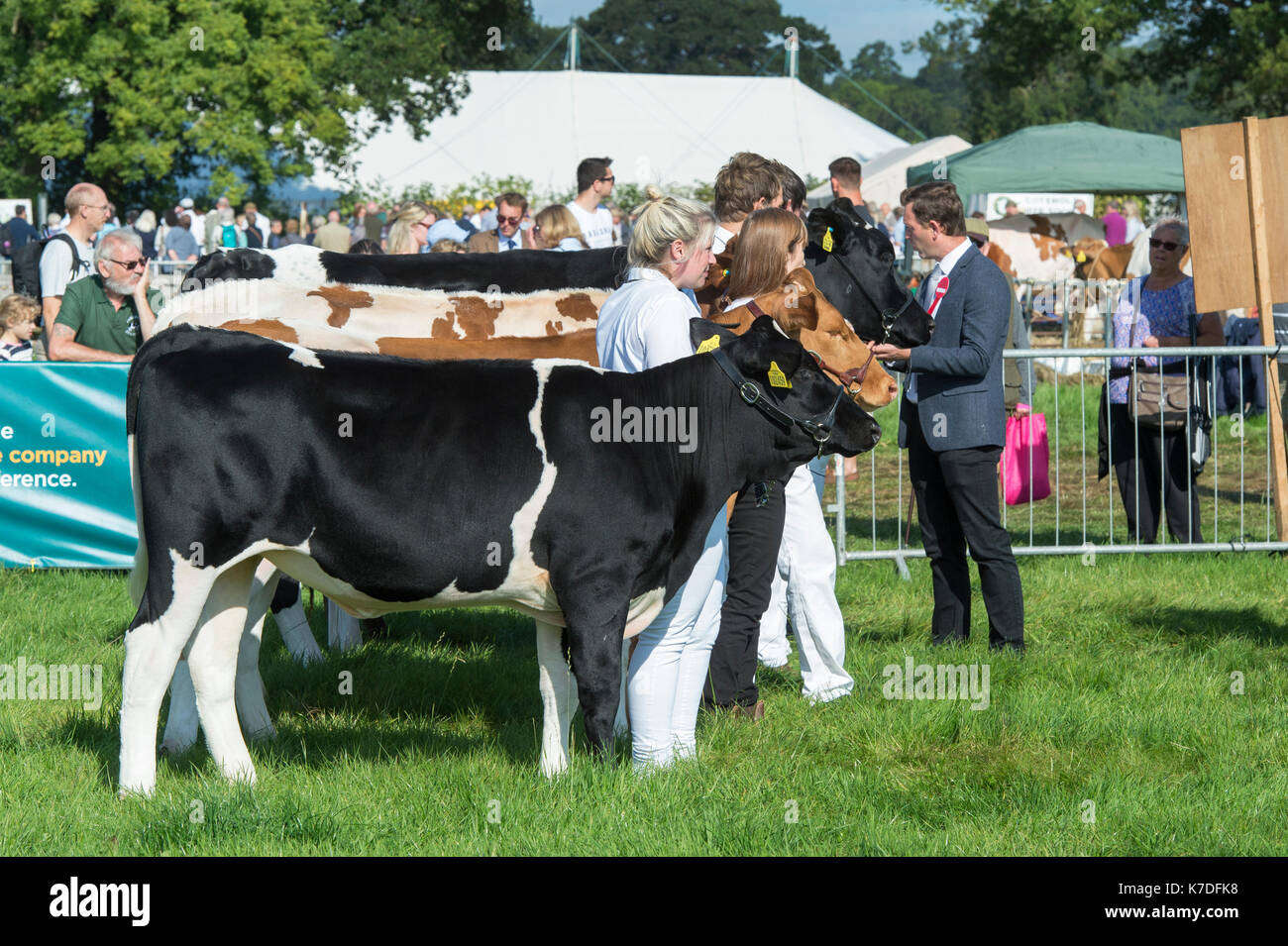 Bos taurus. Dairy cattle being shown at Moreton in Marsh country show ...