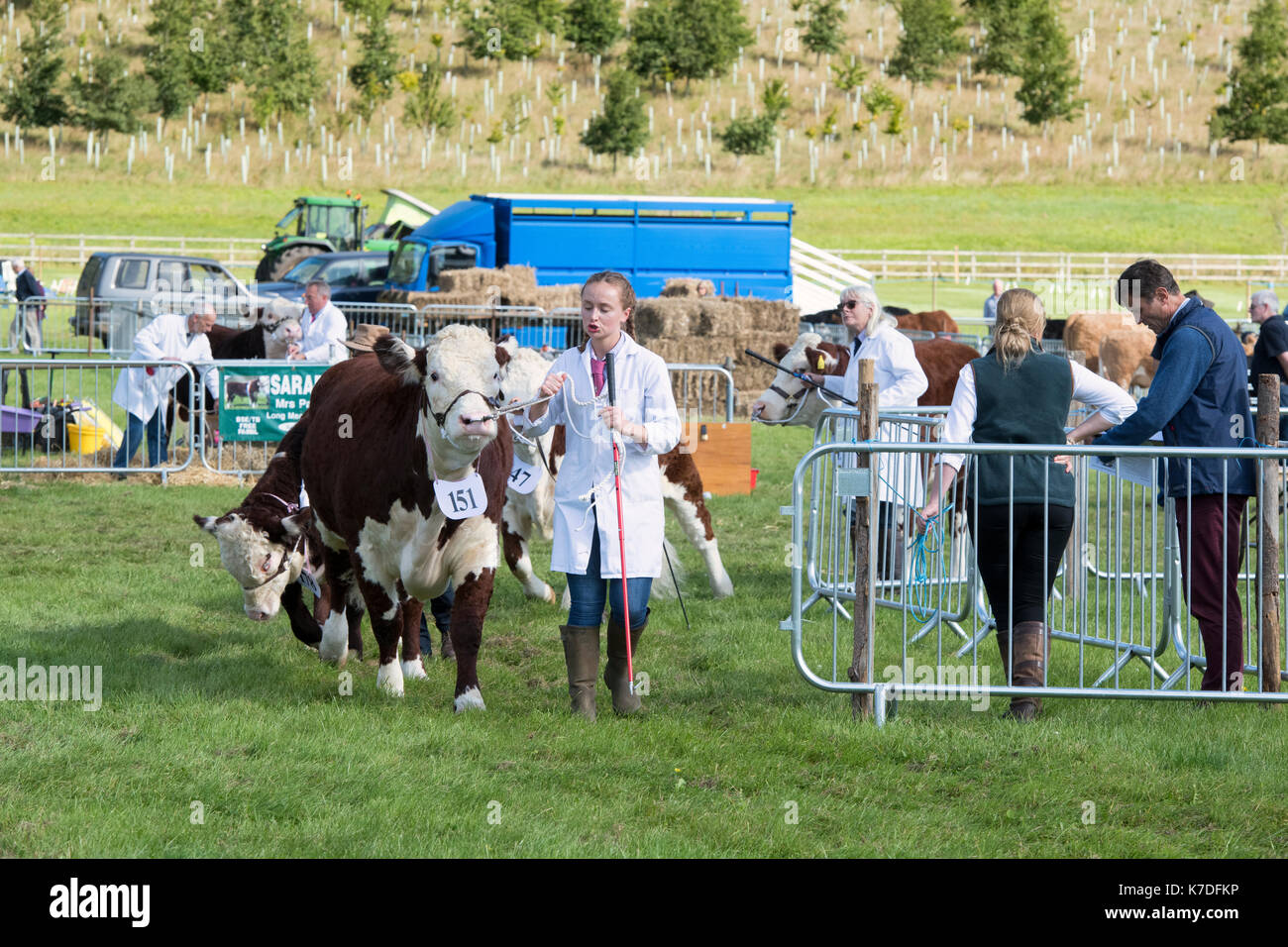 Hereford cows being shown at the Henley country show, Oxfordshire. UK ...