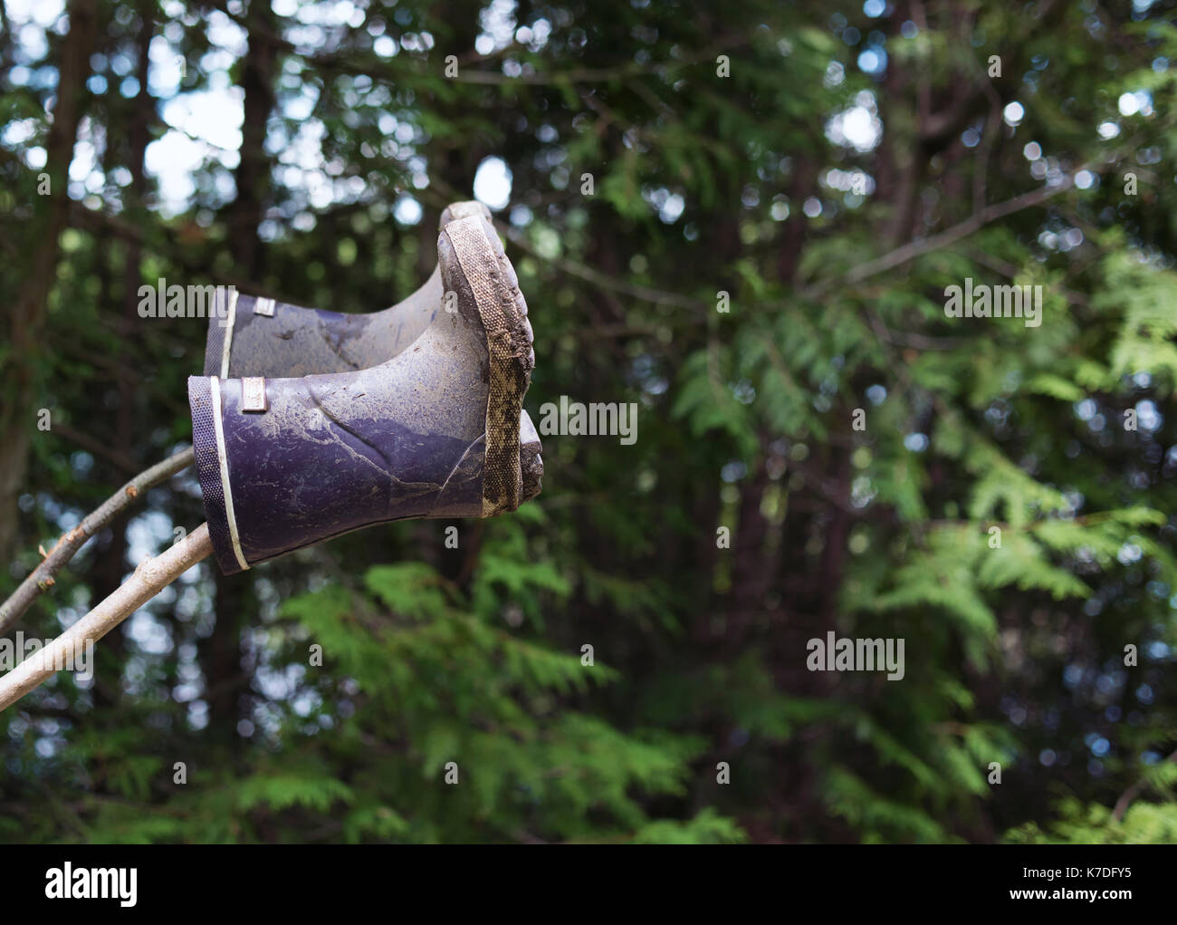 Low angle view of messy rubber boots on stick against trees Stock Photo ...