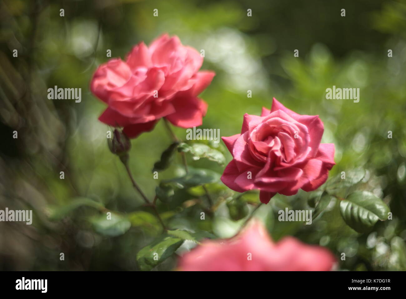 Helios rose hi-res stock photography and images - Alamy