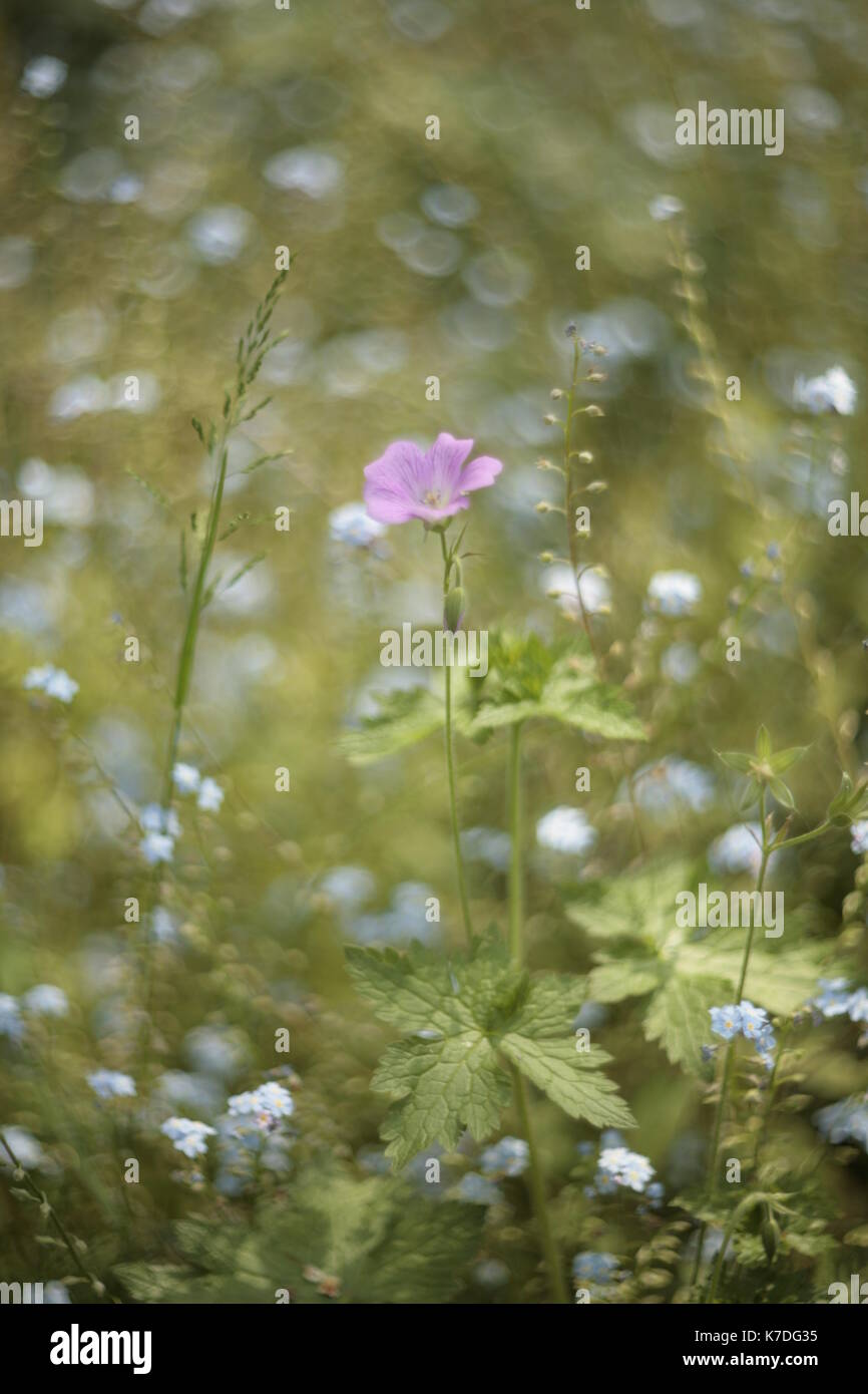 Helios rose hi-res stock photography and images - Alamy