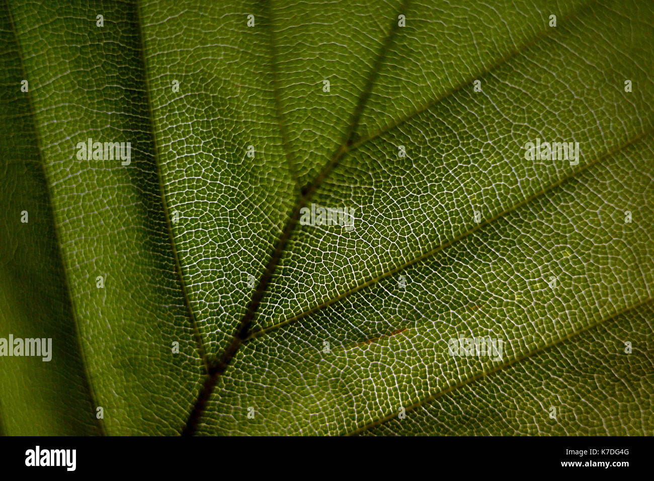 Textured green leaf hi-res stock photography and images - Alamy