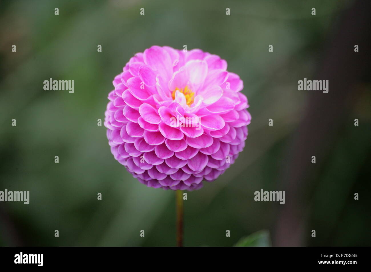 Helios rose hi-res stock photography and images - Alamy