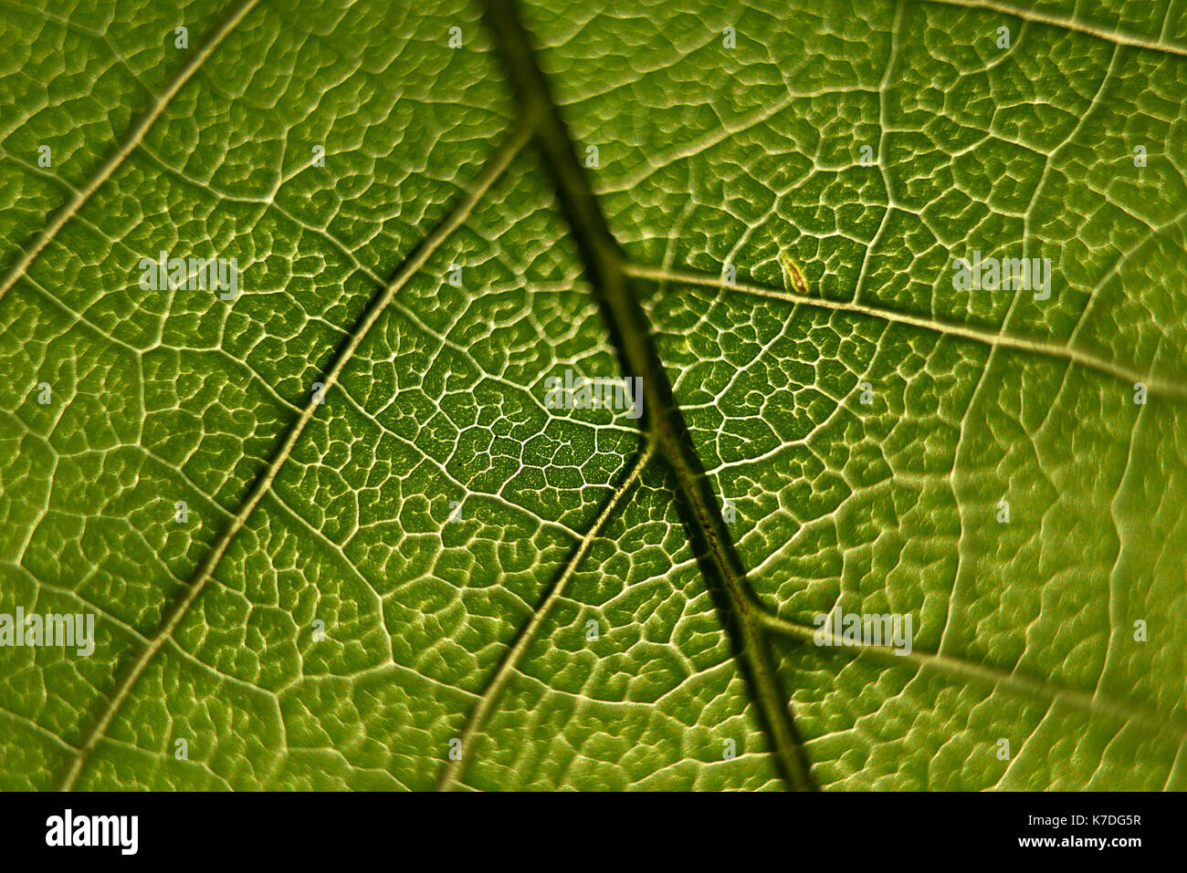 Overhead view of green textured leaf Stock Photo - Alamy