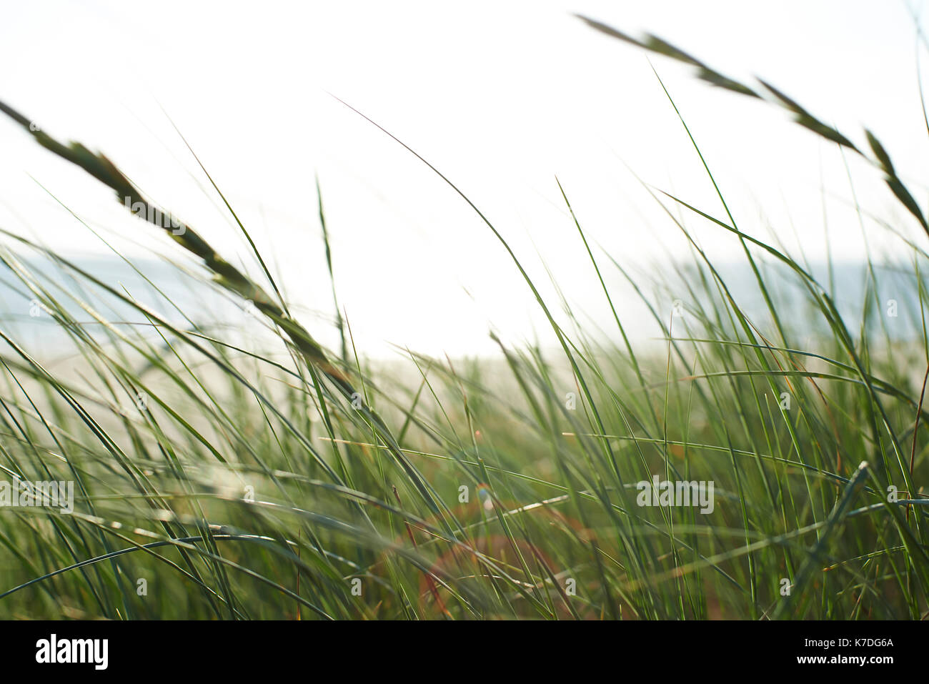 Swaying grass hi-res stock photography and images - Alamy