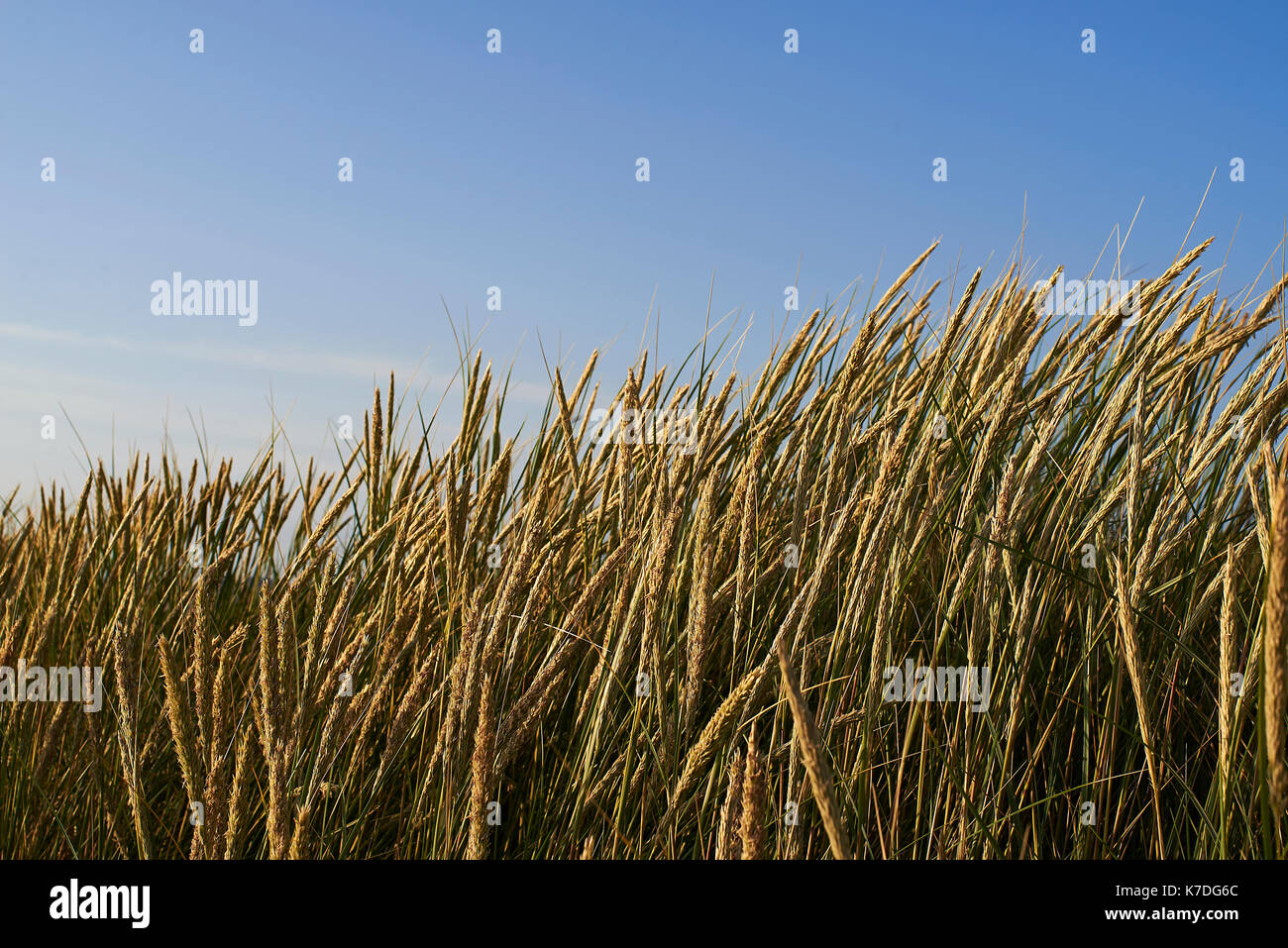 Beach reeds grass hi-res stock photography and images - Alamy