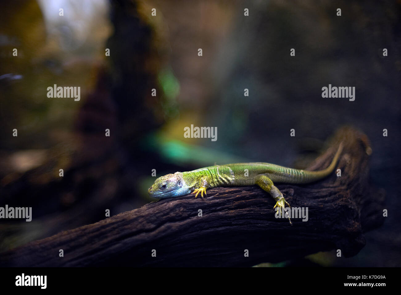 Gecko on tree branch Stock Photo - Alamy