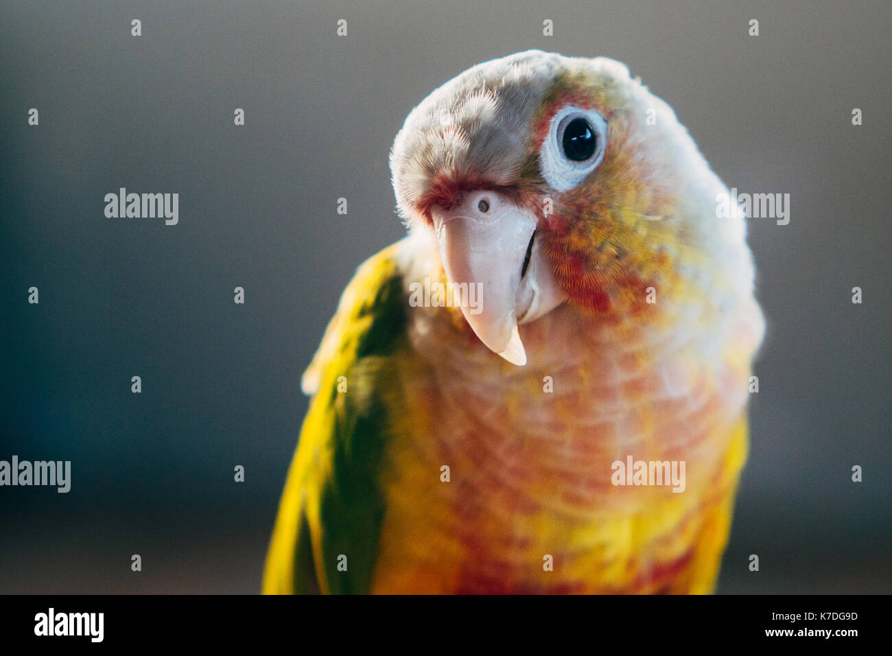 Parrot close up hi-res stock photography and images - Alamy