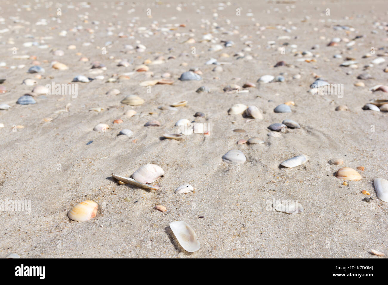 Lots of shells on the seashore. White sand of the beach Stock Photo - Alamy