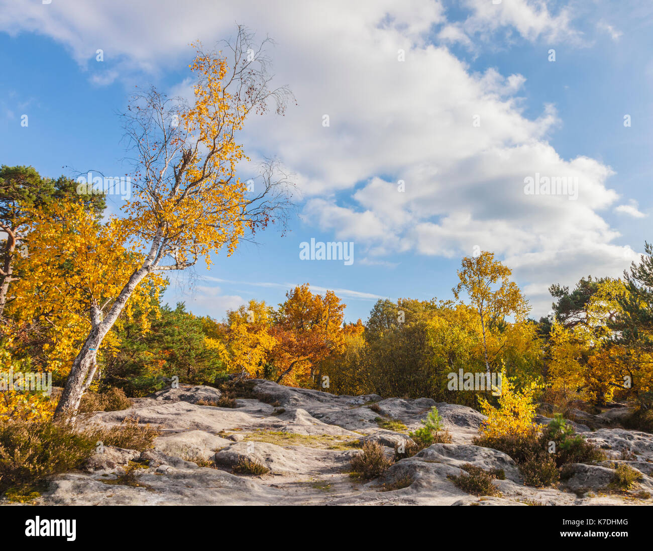 Beautiful autumn landscape in the Fontainebleau forest located in ...