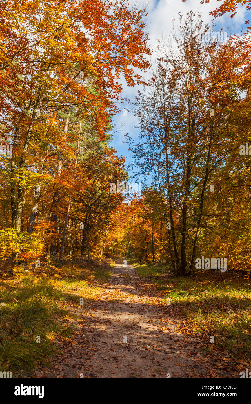 Image of a colorful footpath in a forest in autumn. Location: The ...