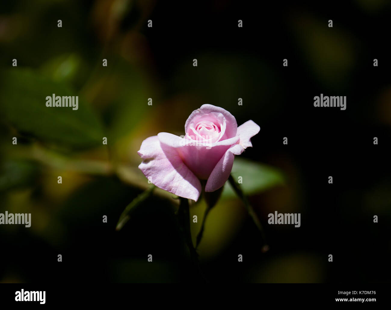High contrast flower hi-res stock photography and images - Alamy