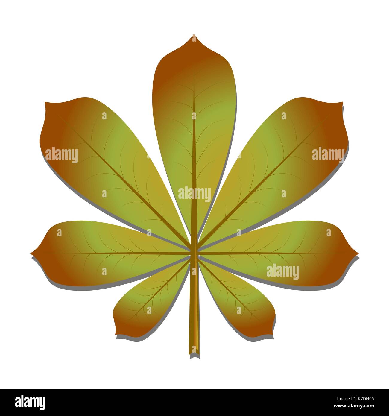 Chestnut leaf isolated Stock Vector Images - Alamy