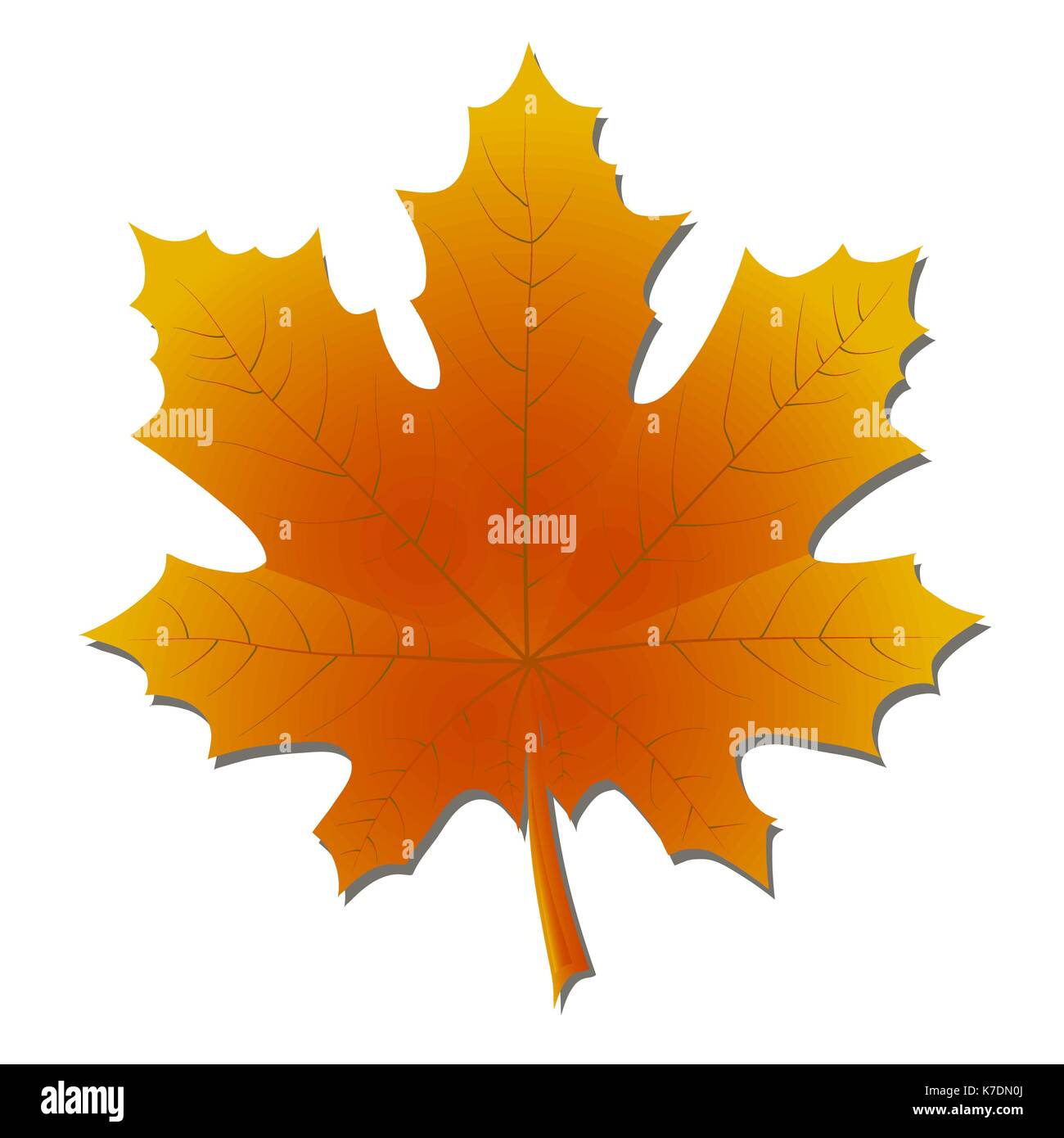 Beautiful autumn orange maple Cut Out Stock Images & Pictures - Alamy