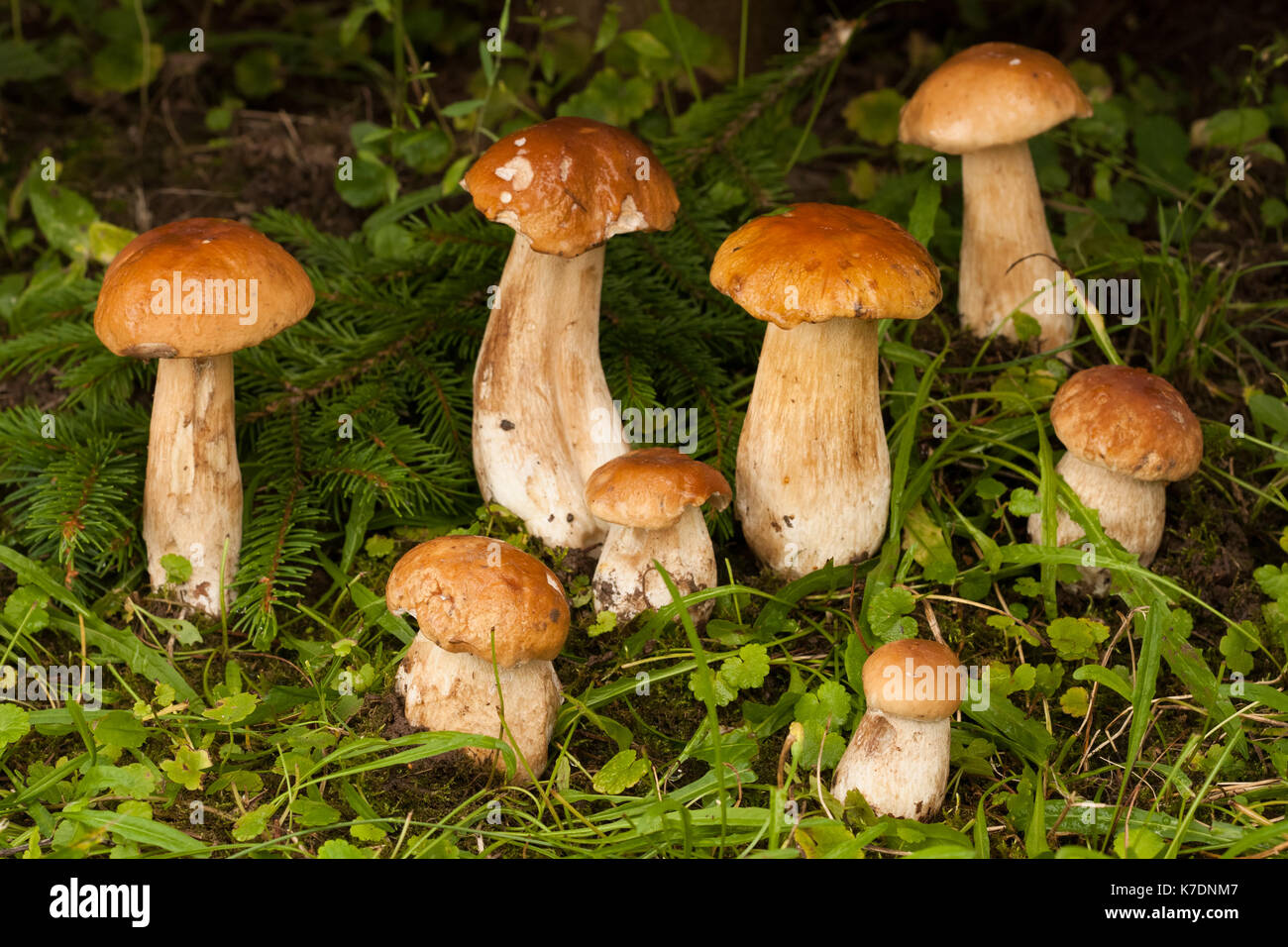 Boletus Edulis. In Forest Grow Many Young Edible Mushrooms Boletus ...