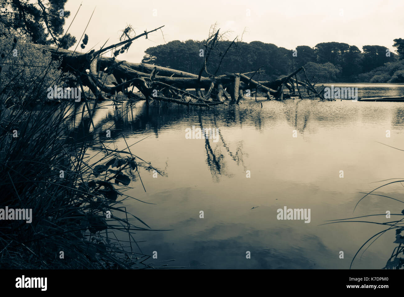 Fallen tree on calm water Stock Photo - Alamy