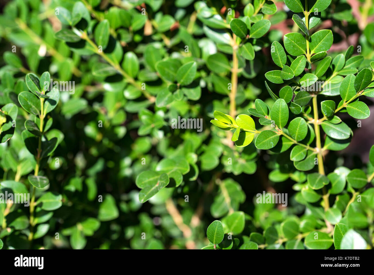 Buxus leaves hi-res stock photography and images - Alamy